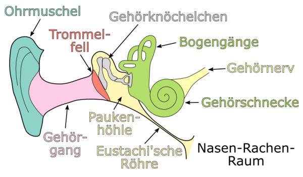 Ohr – Taucherpedia