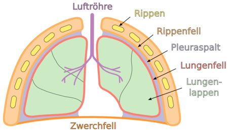Atmungssystem – Taucherpedia